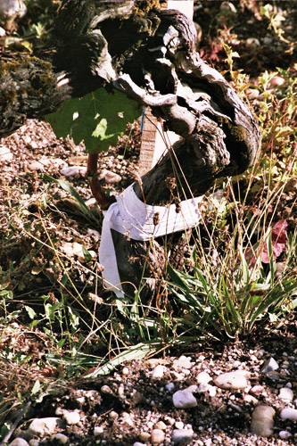 surgreffage et greffe en fente de la vigne