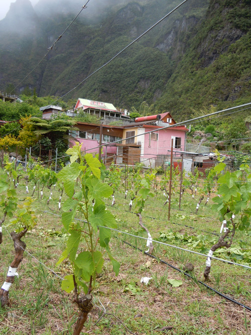 surgreffage et greffe en fente de la vigne
